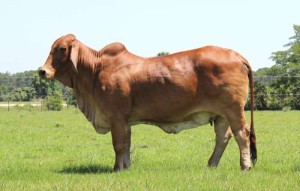 Buy American! Red Brahman For Sale By Moreno Ranches - Moreno Ranches