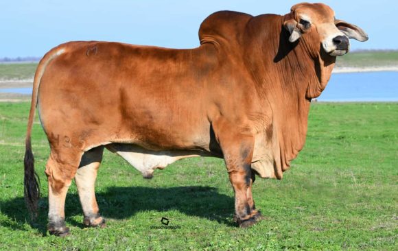 Red Brahman Sire Bulls For Sale - Superior Cattle Stock