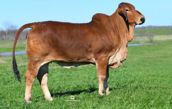 Red Brahman Females For Sale - Superior Cattle Stock