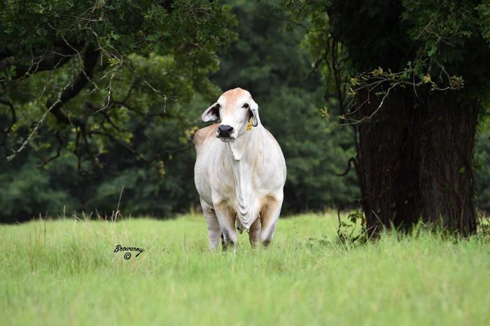 Moreno Ranches, a Top Producer of Brahman Cattle in Texas, Announces ...