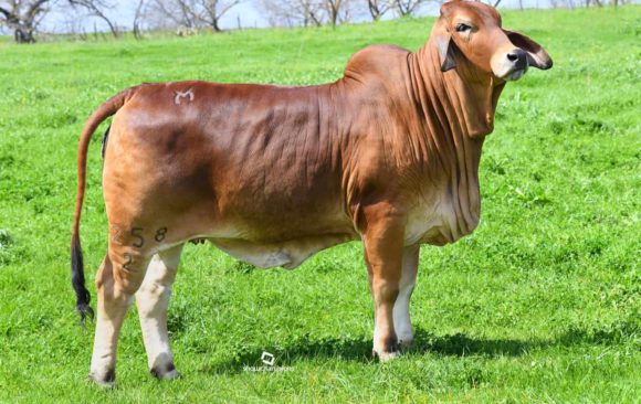 Red Brahman Females For Sale - Superior Cattle Stock