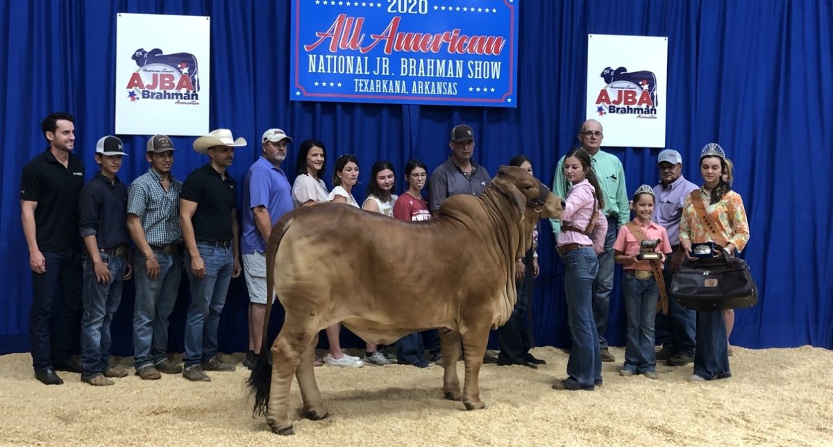 Brahman Cattle Blog - Moreno Ranches
