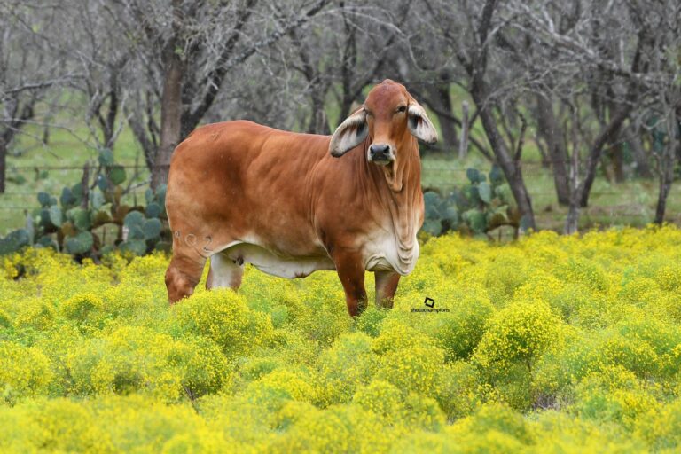 The Benefits of Brahman Cattle: 5 Reasons Why You Should Own this Breed ...