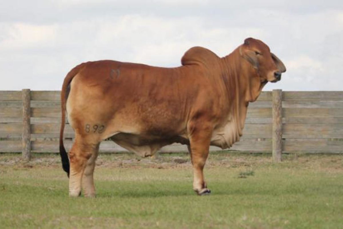 MORENO MS. LADY REINA BONITA 892 - Moreno Ranches