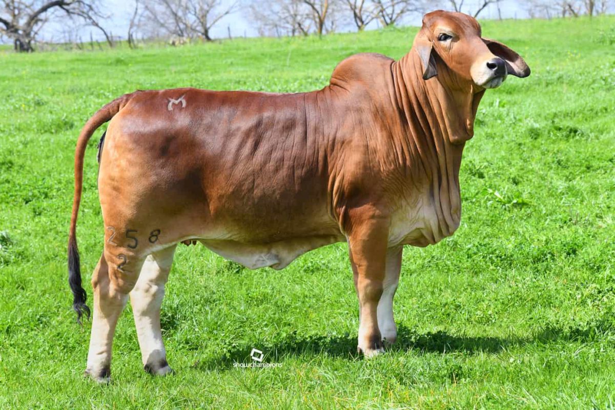 MORENO MS. LADY ROSABETH 258:2 - Moreno Ranches
