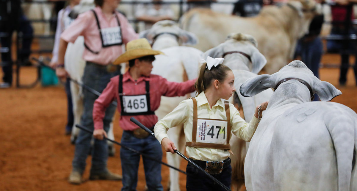 LIVE BRAHMAN: THE 2021 ALL-AMERICAN NATIONAL JUNIOR BRAHMAN CATTLE SHOW - Moreno Ranches
