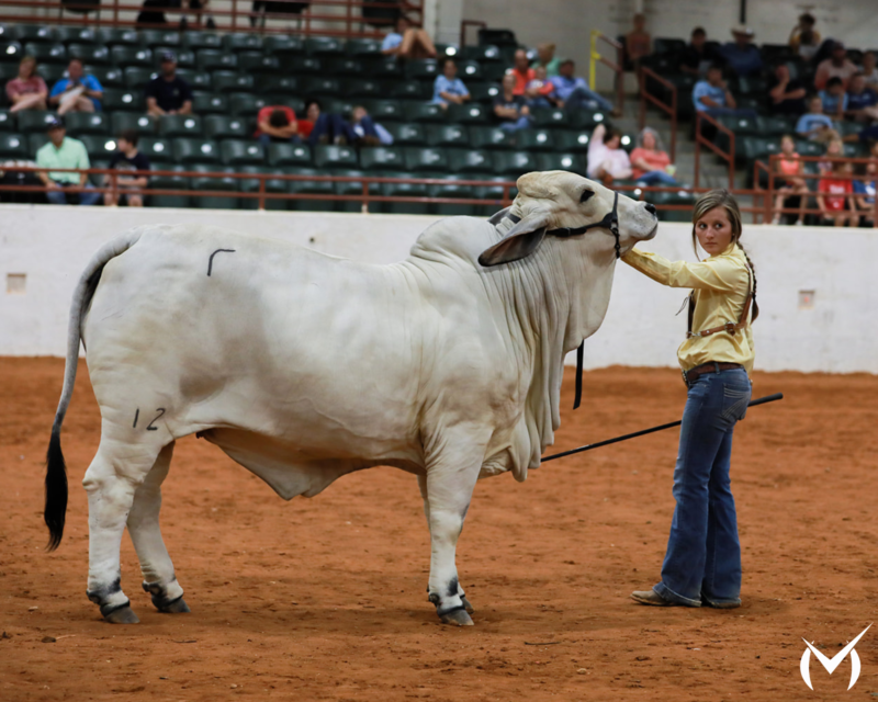 Results of the 2021 All-American National Junior Brahman Cattle Show - Moreno Ranches
