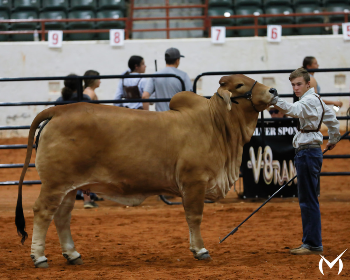 Results of the 2021 All-American National Junior Brahman Cattle Show - Moreno Ranches